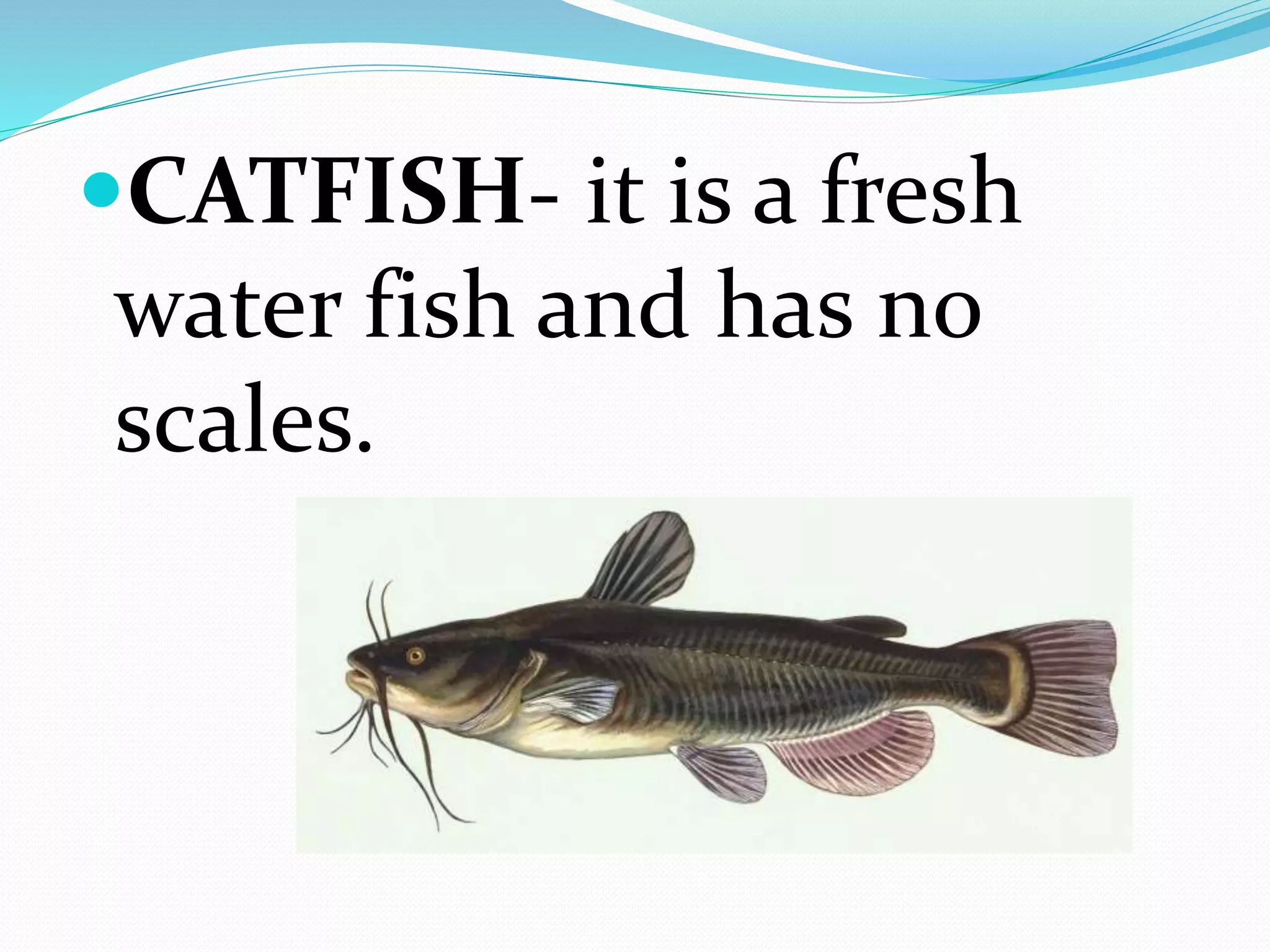 Types of seafoods | PPTX