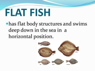 Types of seafoods | PPTX