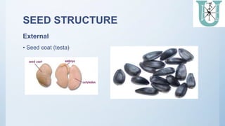 Types of seed and seed dormancy | PPTX