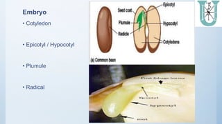 Types of seed and seed dormancy | PPTX