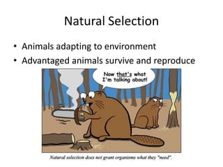 Types of selection | PPTX