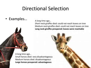 Types of selection | PPTX | Birdwatching | Hobbies & Interests