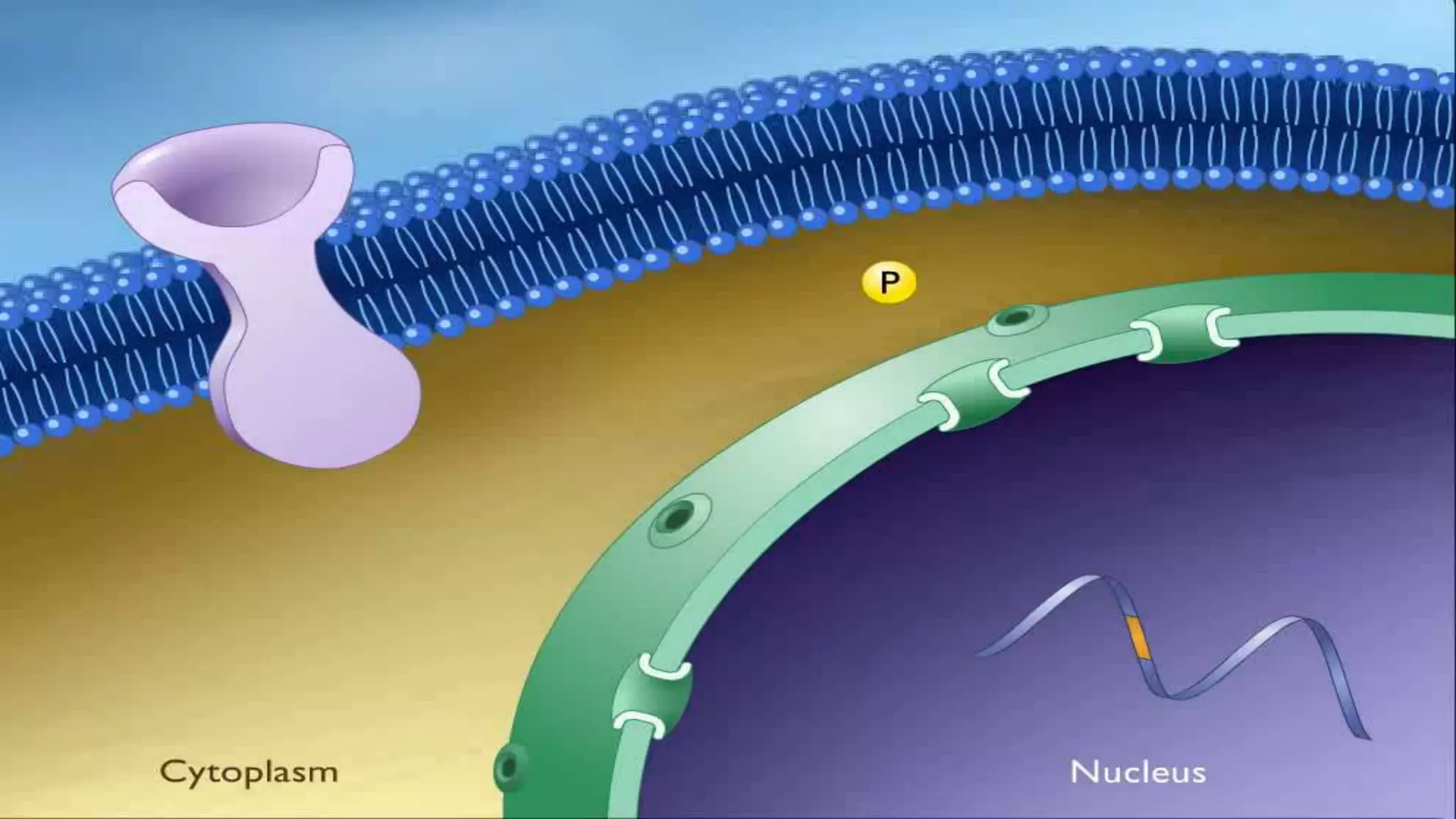 Types of signaling | PPTX