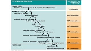 Types of signaling | PPTX
