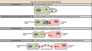 Types of signaling | PPTX