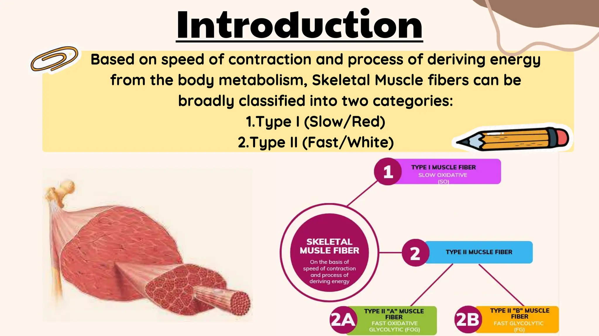 Types of Skeletal Muscle Fibers Physiology.pptx