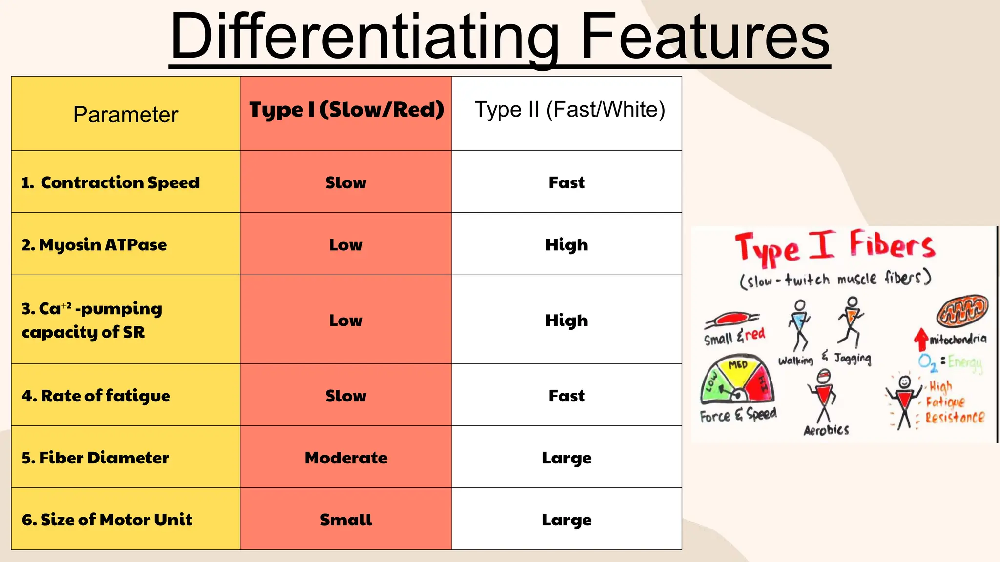 Types of Skeletal Muscle Fibers Physiology.pptx