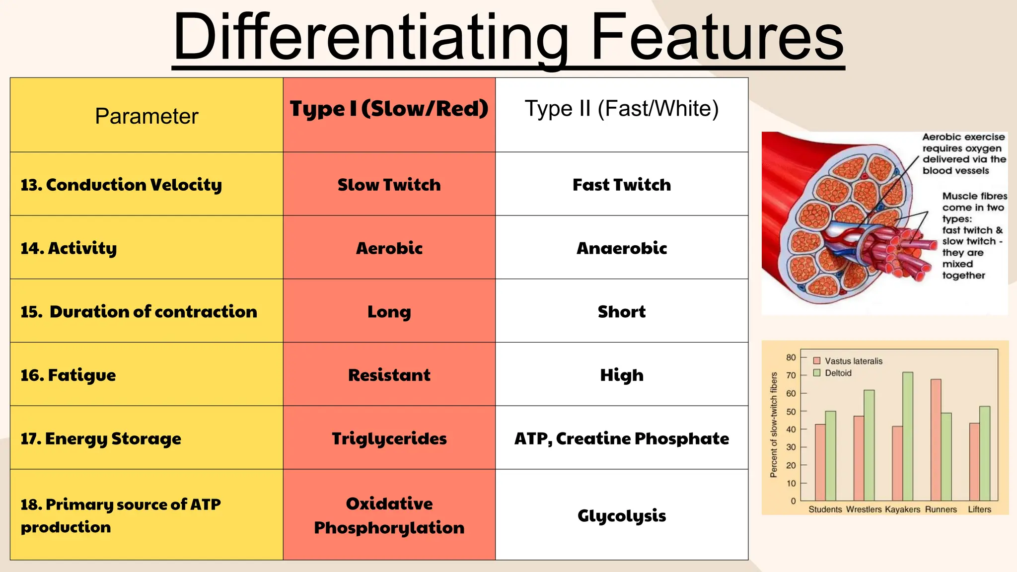 Types of Skeletal Muscle Fibers Physiology.pptx