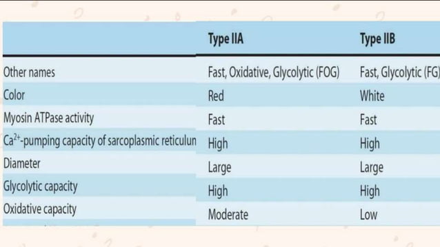 Types of Skeletal Muscle Fibers Physiology.pptx