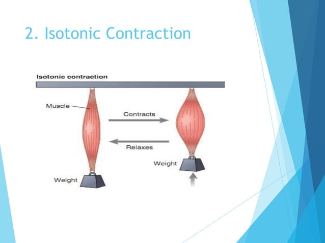 Types of skeletal muscle fibers, motor unit,isotonic and isometric ...