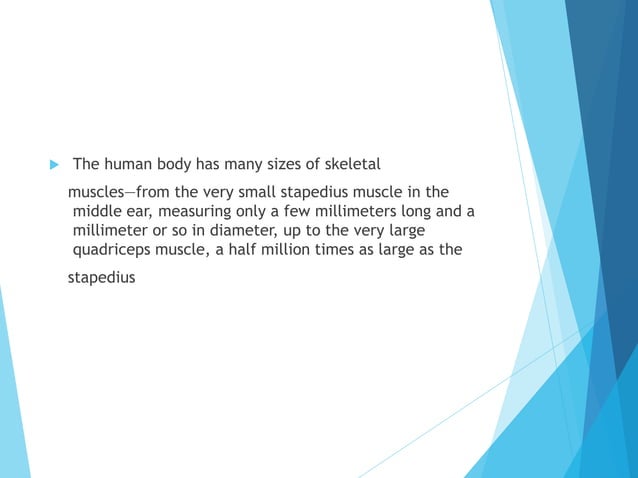 Types of skeletal muscle fibers, motor unit,isotonic and isometric ... Types of skeletal muscle fibers, motor unit,isotonic and isometric ...