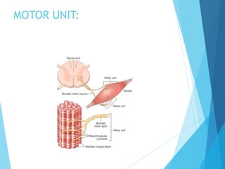 Types of skeletal muscle fibers, motor unit,isotonic and isometric ...