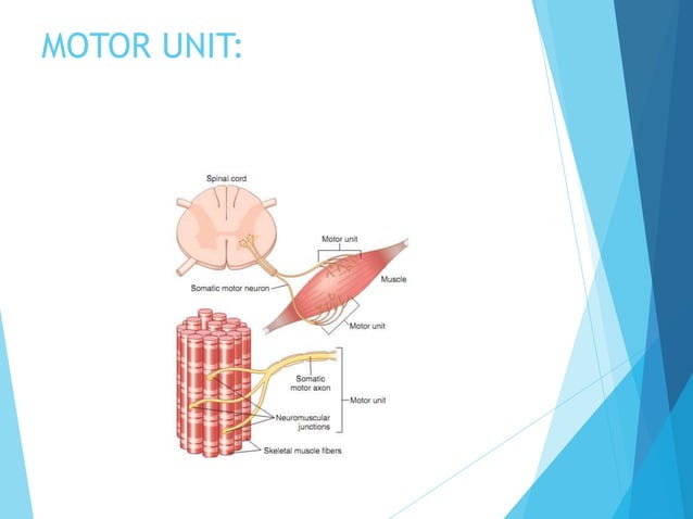 Types of skeletal muscle fibers, motor unit,isotonic and isometric ... Types of skeletal muscle fibers, motor unit,isotonic and isometric ...