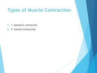 Types of skeletal muscle fibers, motor unit,isotonic and isometric ...
