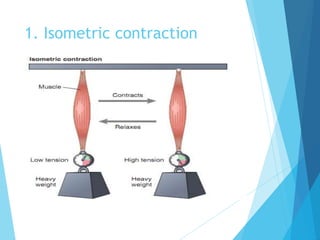 Types of skeletal muscle fibers, motor unit,isotonic and isometric ...