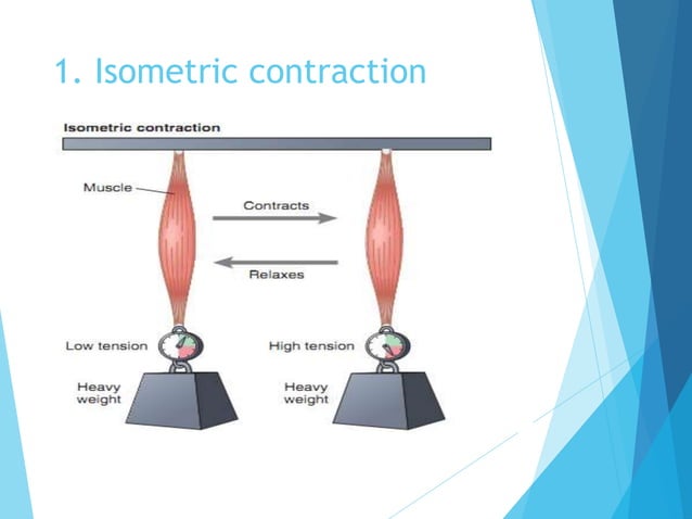Types of skeletal muscle fibers, motor unit,isotonic and isometric ...