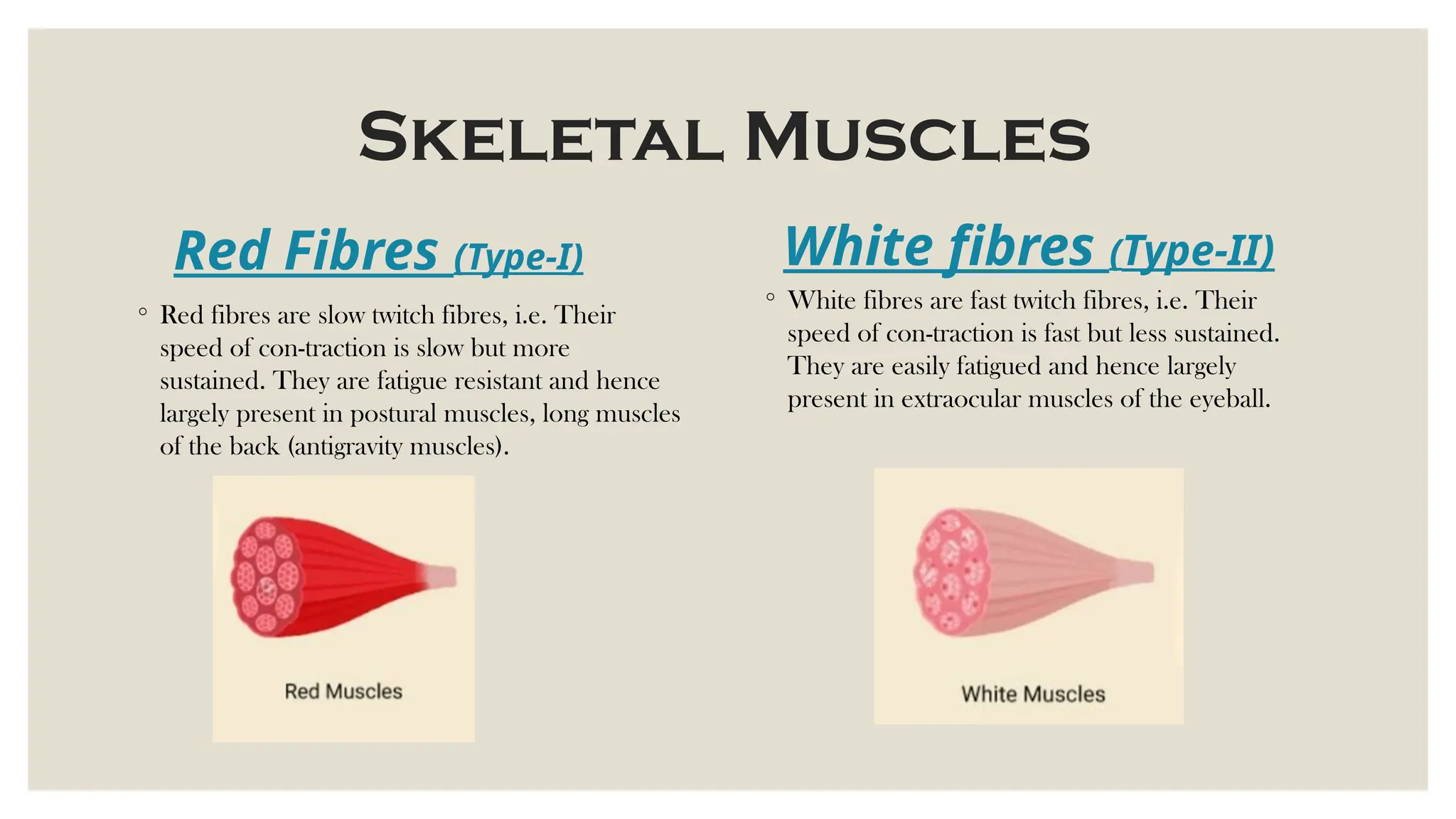 Types of skeletal muscles fibres by G.Manojna | PPT