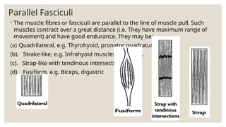 Types of skeletal muscles fibres by G.Manojna | PPT
