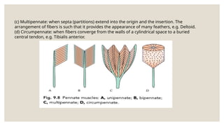 Types of skeletal muscles fibres by G.Manojna | PPT