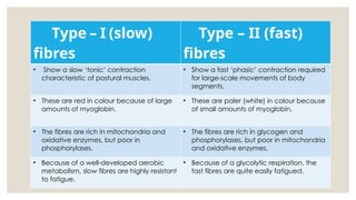 Types of skeletal muscles fibres by G.Manojna | PPT