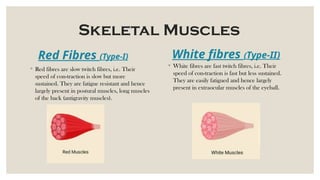 Types of skeletal muscles fibres by G.Manojna | PPTX