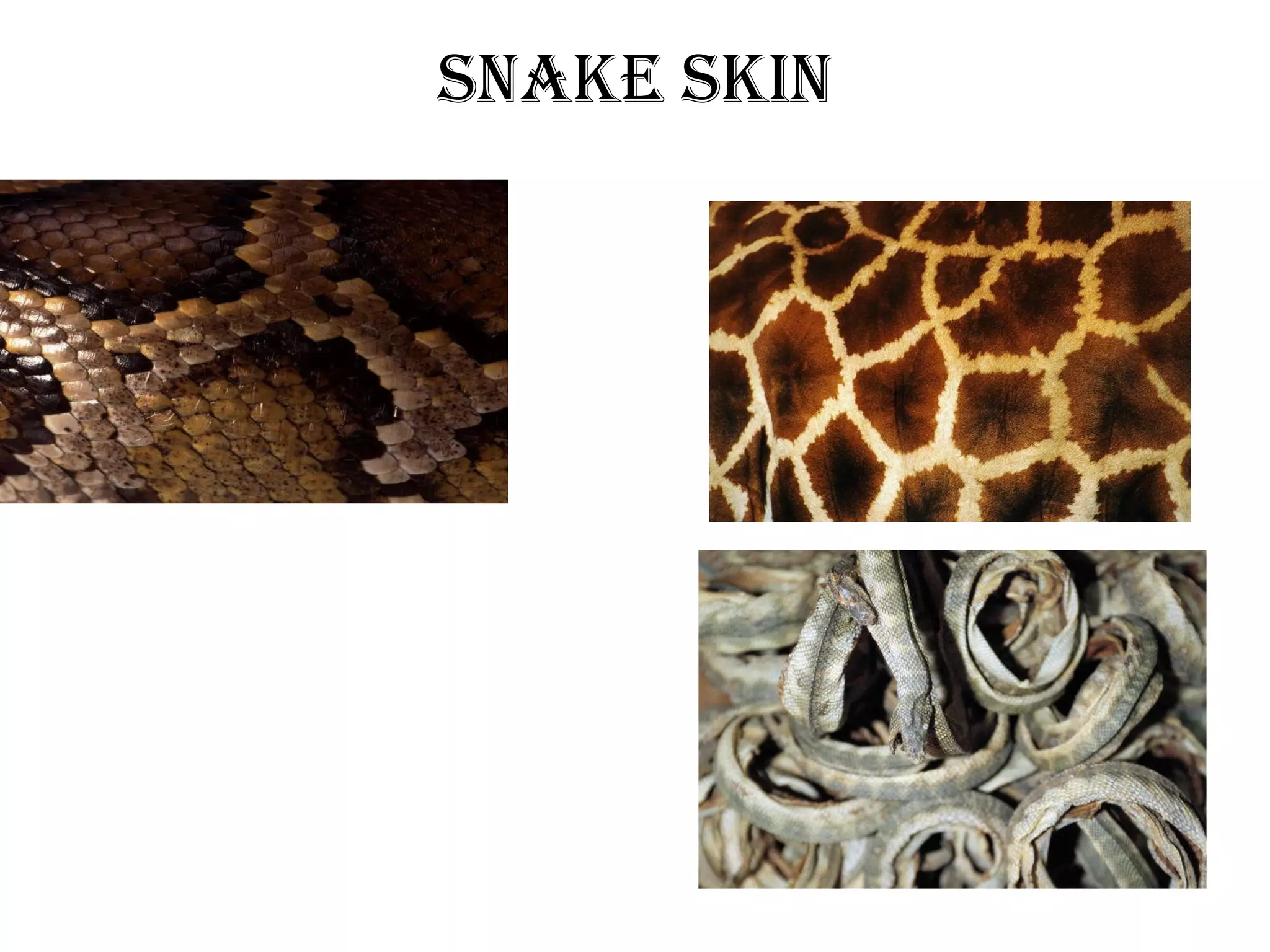 Types of skin cells - 2A Table 1 | PPT