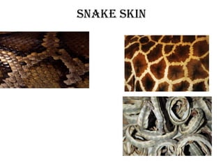 Types of skin cells - 2A Table 1 | PPT
