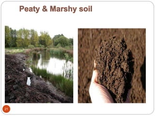 Peaty And Marshy Soil