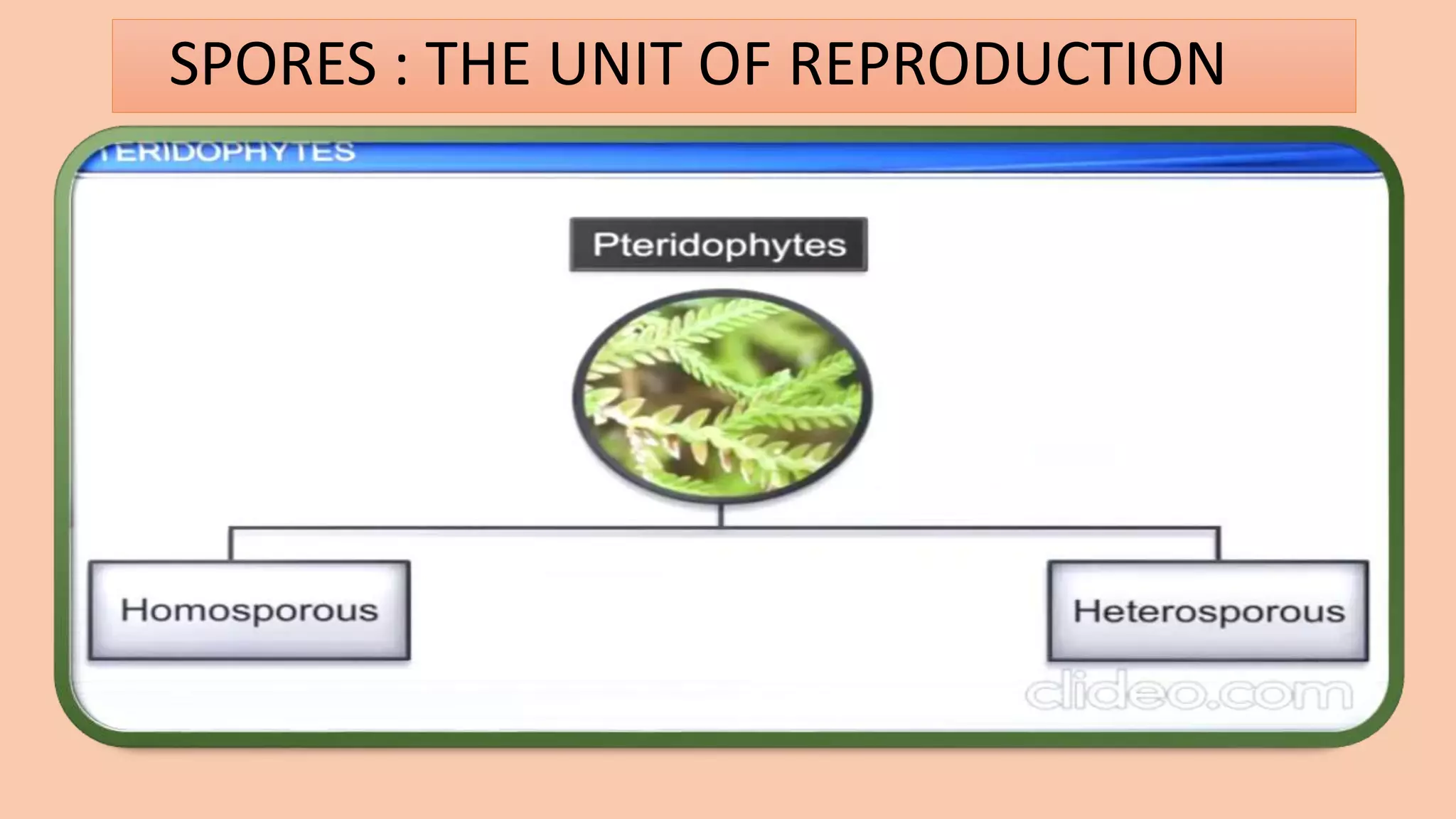Types of sporangia and spores submitted by shreyasi dey.roll no 08, 2nd ...