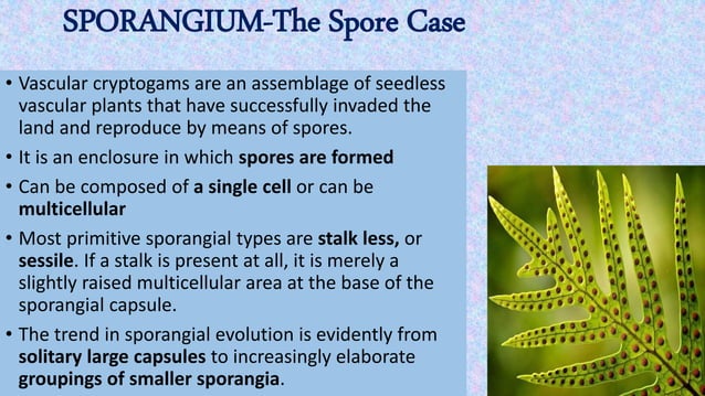 Types of sporangia and spores submitted by shreyasi dey.roll no 08, 2nd ...