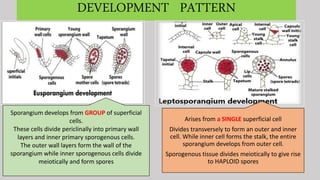 Types of sporangia and spores submitted by shreyasi dey.roll no 08, 2nd ...