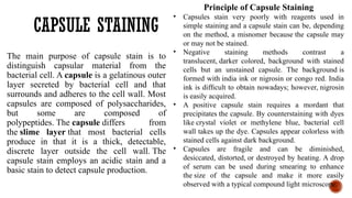 Types of staining- Principle and procedure | PPT