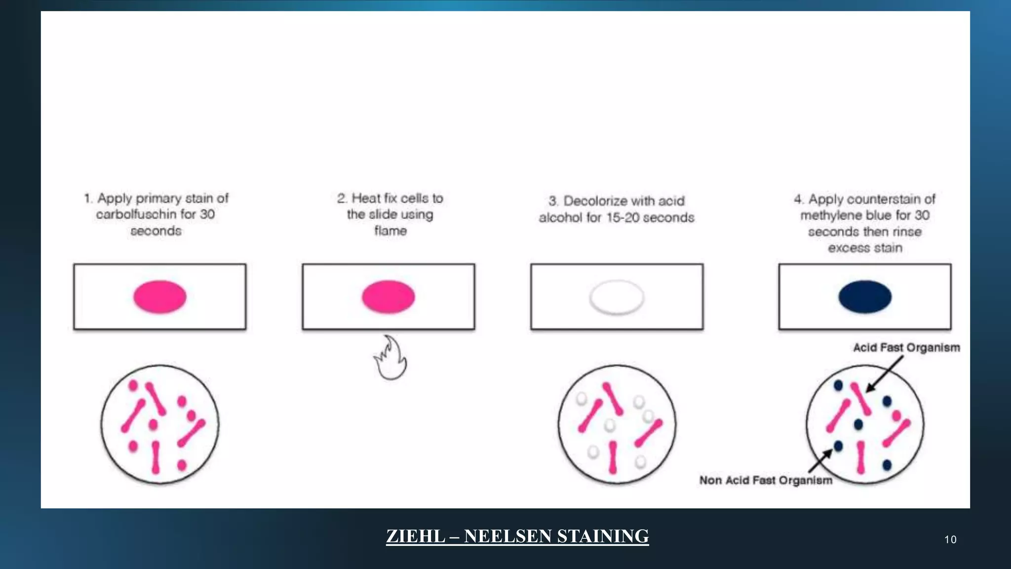 Types of staining techniques | PPT