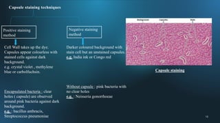 Types of staining techniques | PPTX | Chemistry | Science