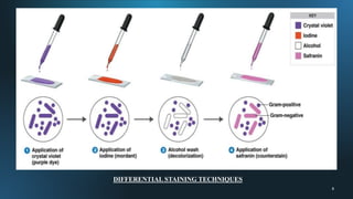 Types of staining techniques | PPT