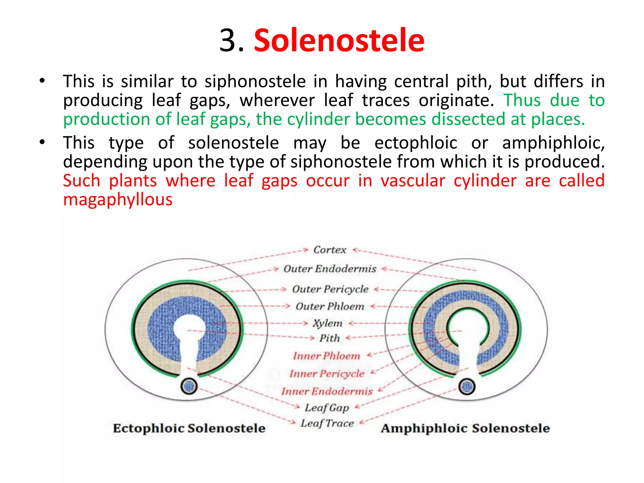 Types of stele and stelar evolution | PDF