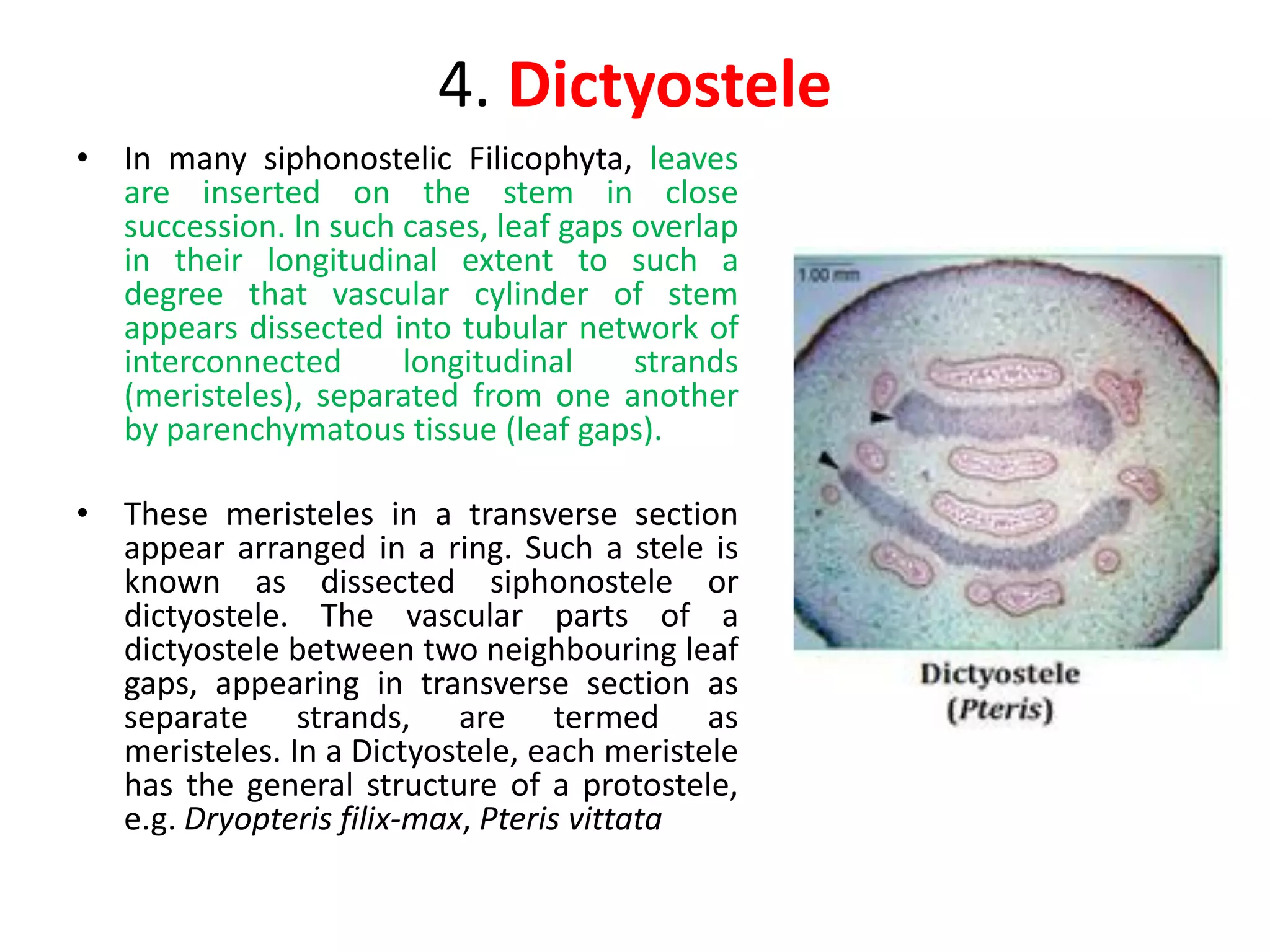 Types of stele and stelar evolution | PDF