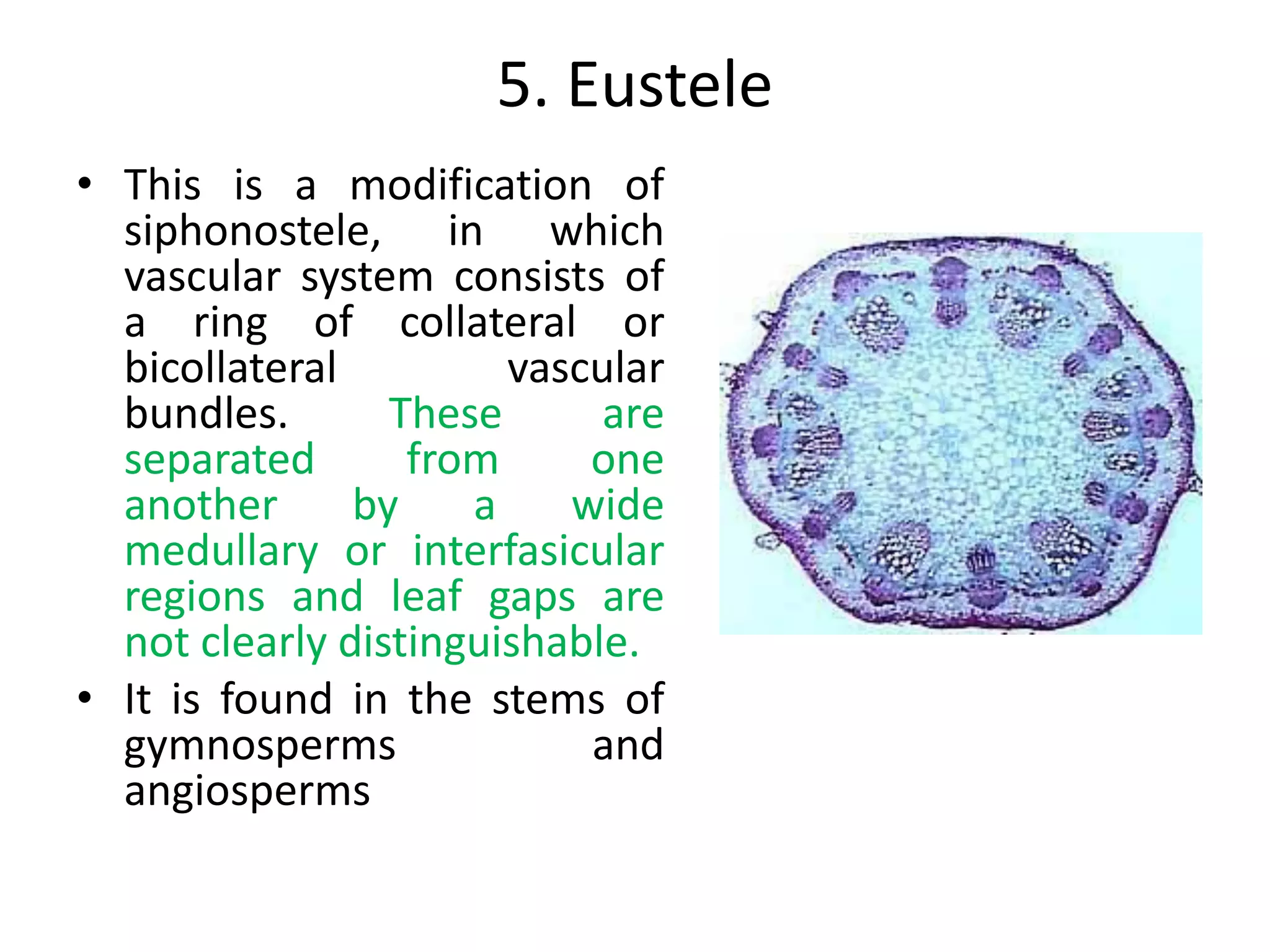 Types of stele and stelar evolution | PDF