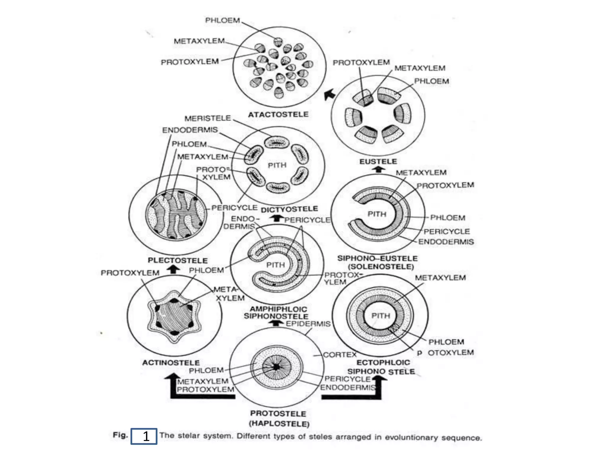 Types of stele and stelar evolution | PDF