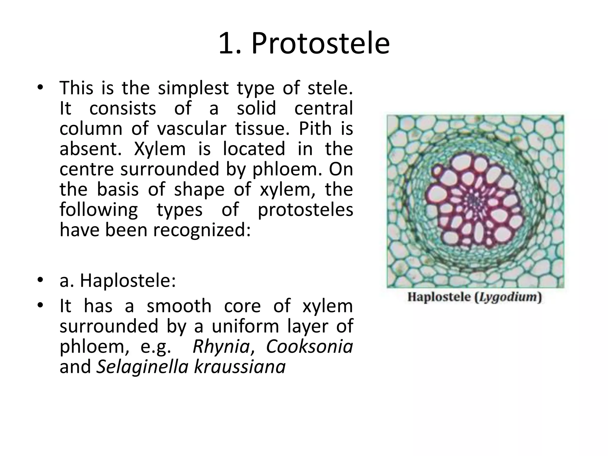 Types of stele and stelar evolution | PDF | Biological Sciences | Science