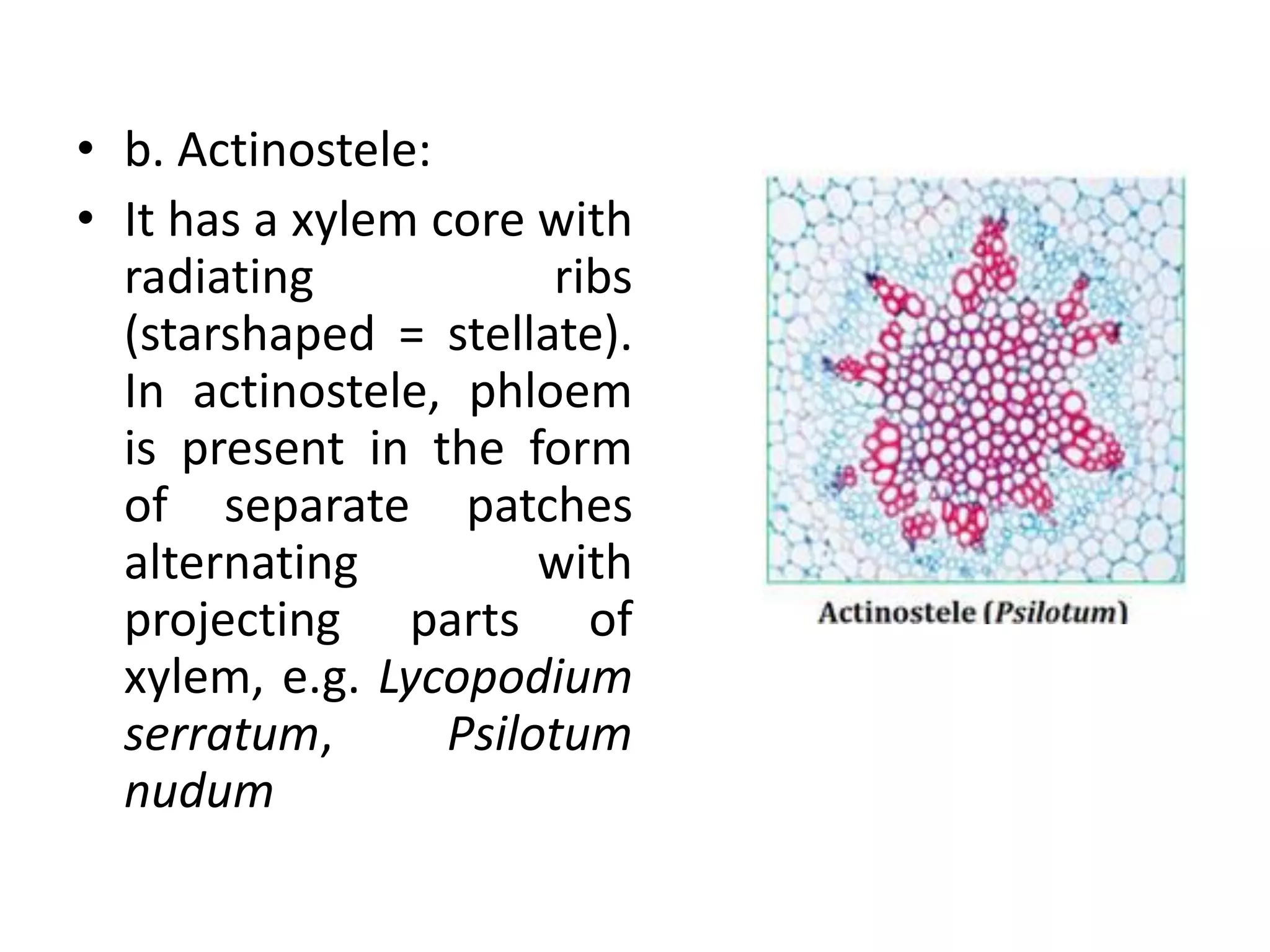 Types of stele and stelar evolution | PDF