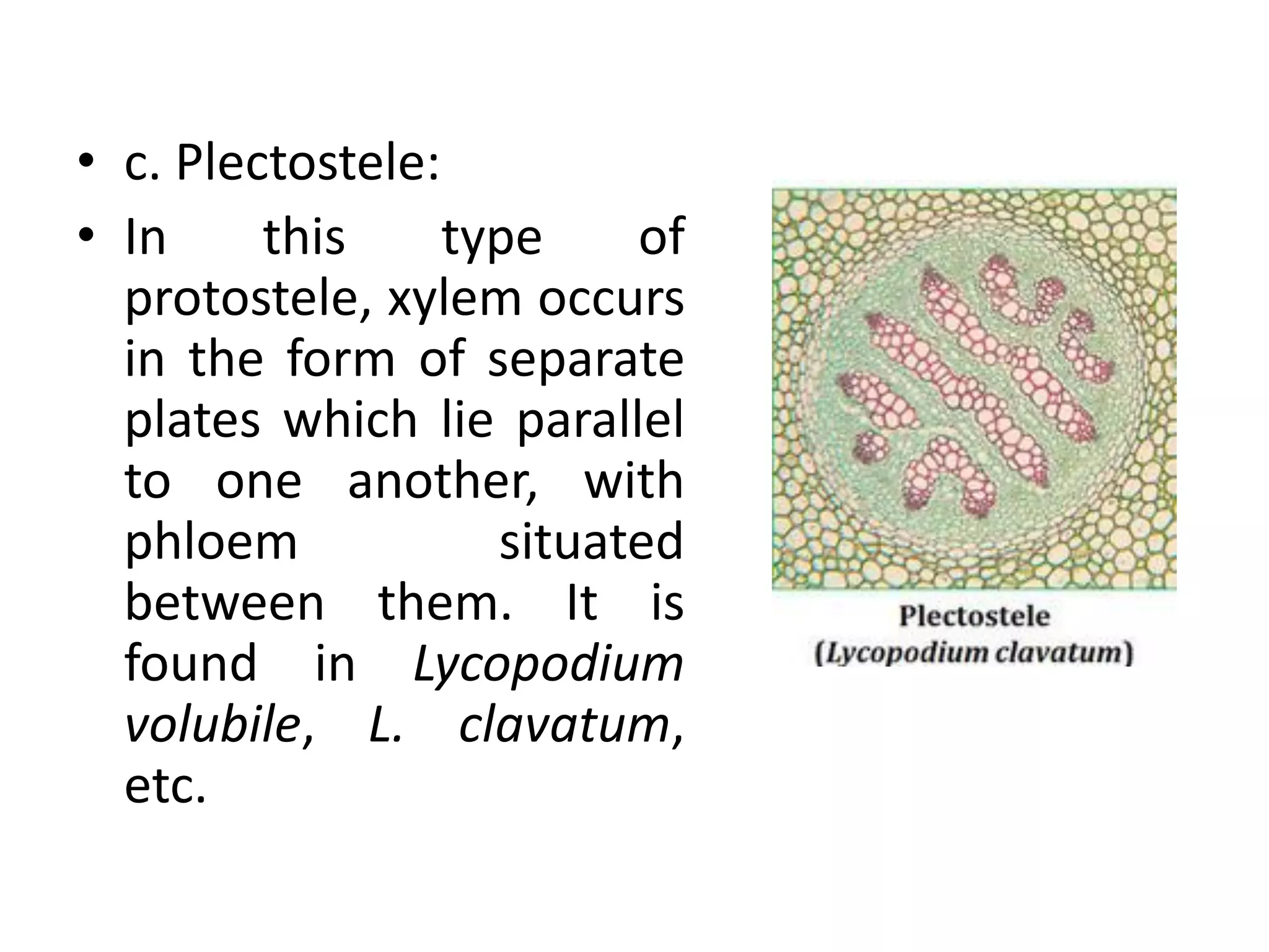 Types of stele and stelar evolution | PDF | Biological Sciences | Science
