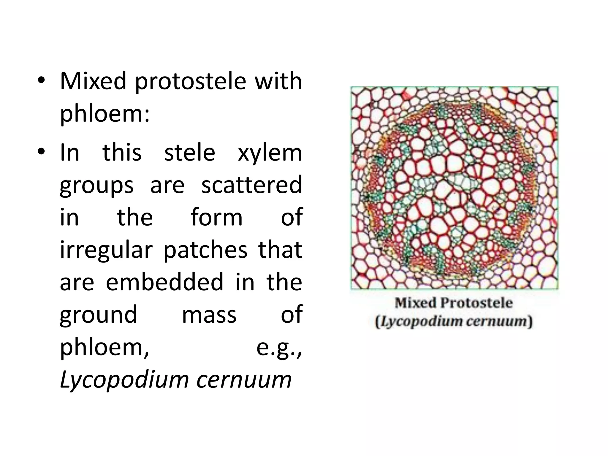 Types of stele and stelar evolution | PDF | Biological Sciences | Science