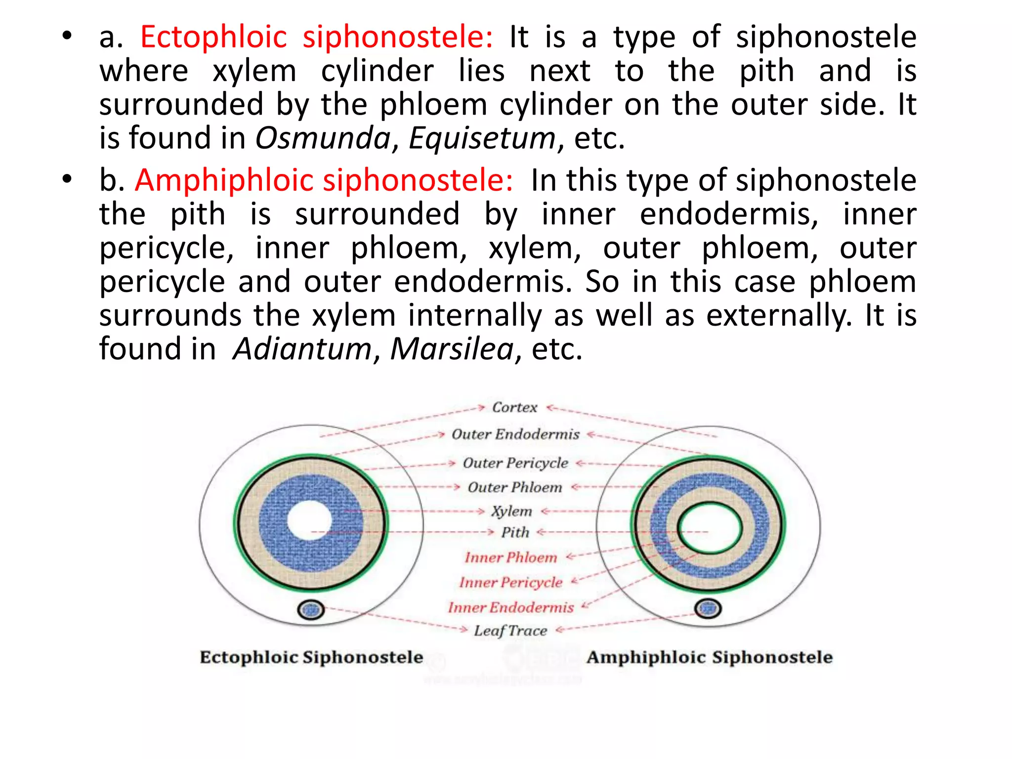 Types of stele and stelar evolution | PDF