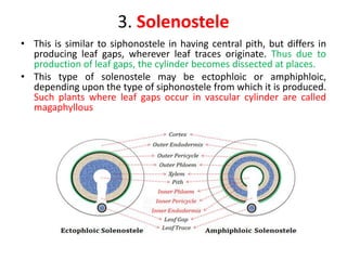Types of stele and stelar evolution | PDF