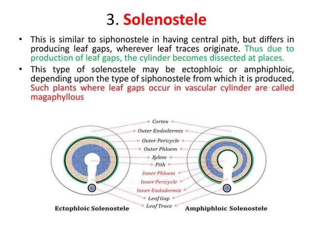 Types of stele and stelar evolution | PDF | Biological Sciences | Science