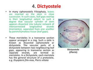 Types of stele and stelar evolution | PDF
