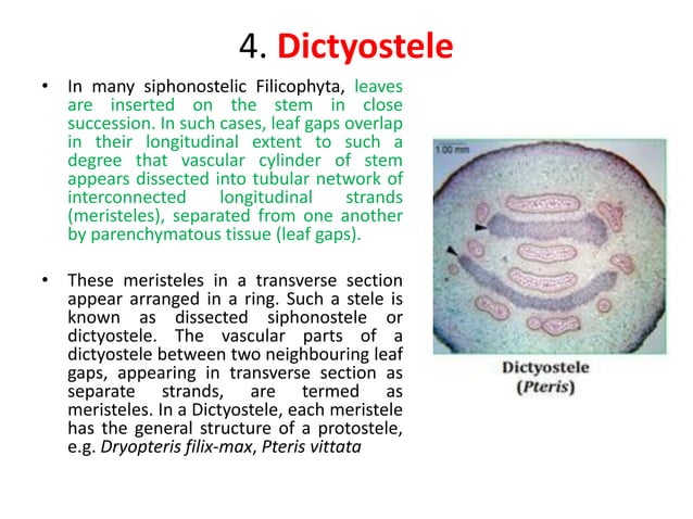 Types of stele and stelar evolution | PDF | Biological Sciences | Science