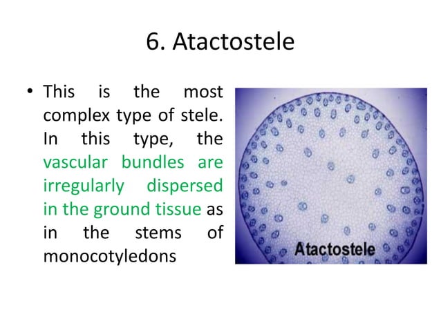 Types of stele and stelar evolution | PDF | Biological Sciences | Science