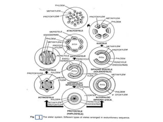 Types of stele and stelar evolution | PDF